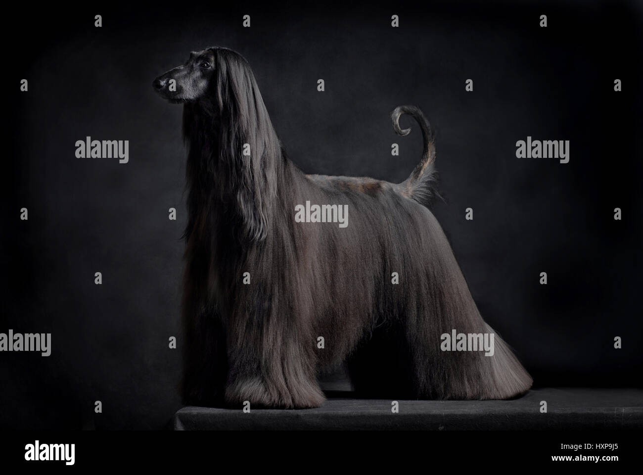 Close up hound side view head hi-res stock photography and images - Alamy