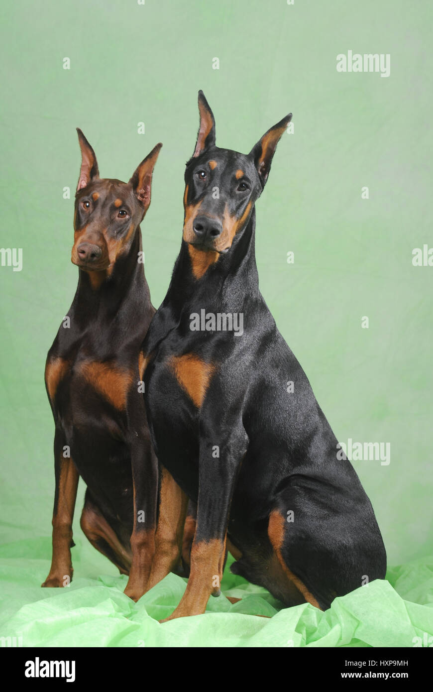 Doberman pinscher head shot hi-res stock photography and images - Alamy