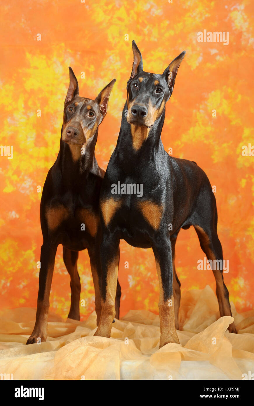 Doberman pinscher head shot hi-res stock photography and images - Alamy