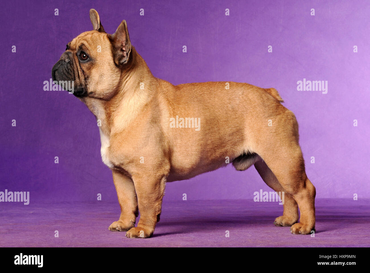 French bull terrier hi-res stock photography and images - Alamy