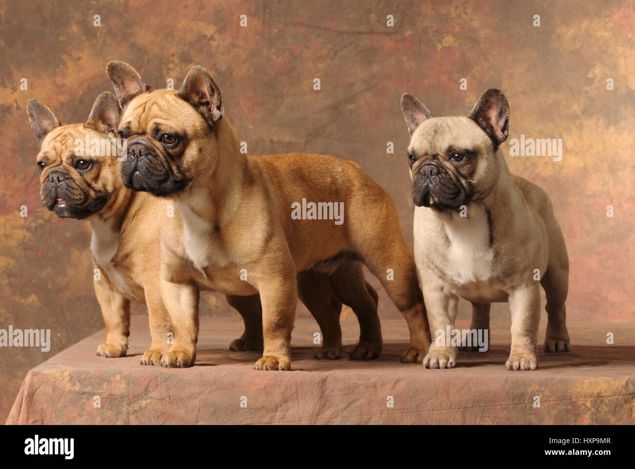 French bull terrier hi-res stock photography and images - Alamy