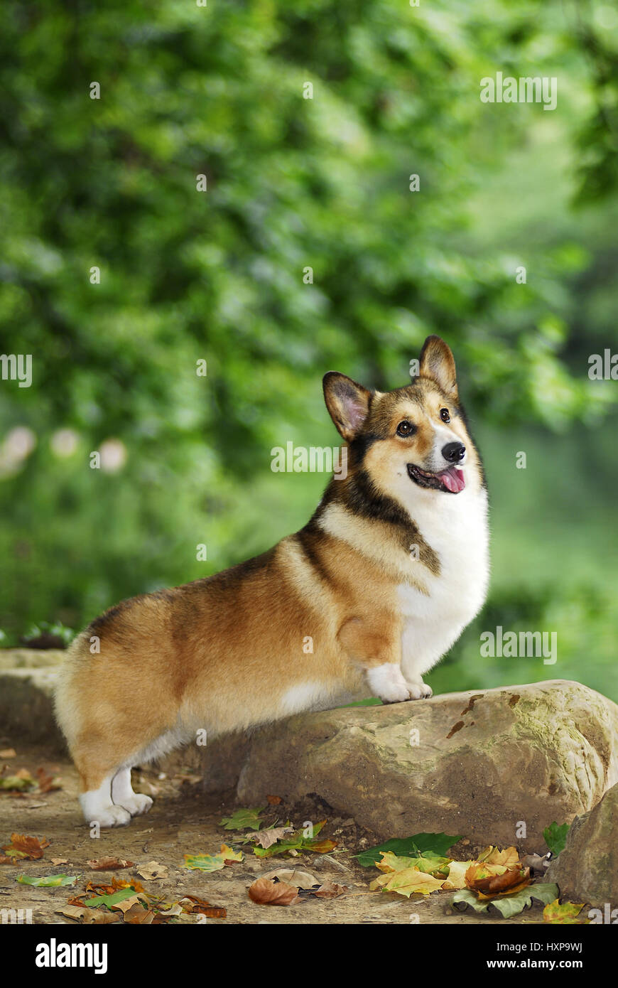 Welsh Hound High Resolution Stock Photography and Images - Alamy