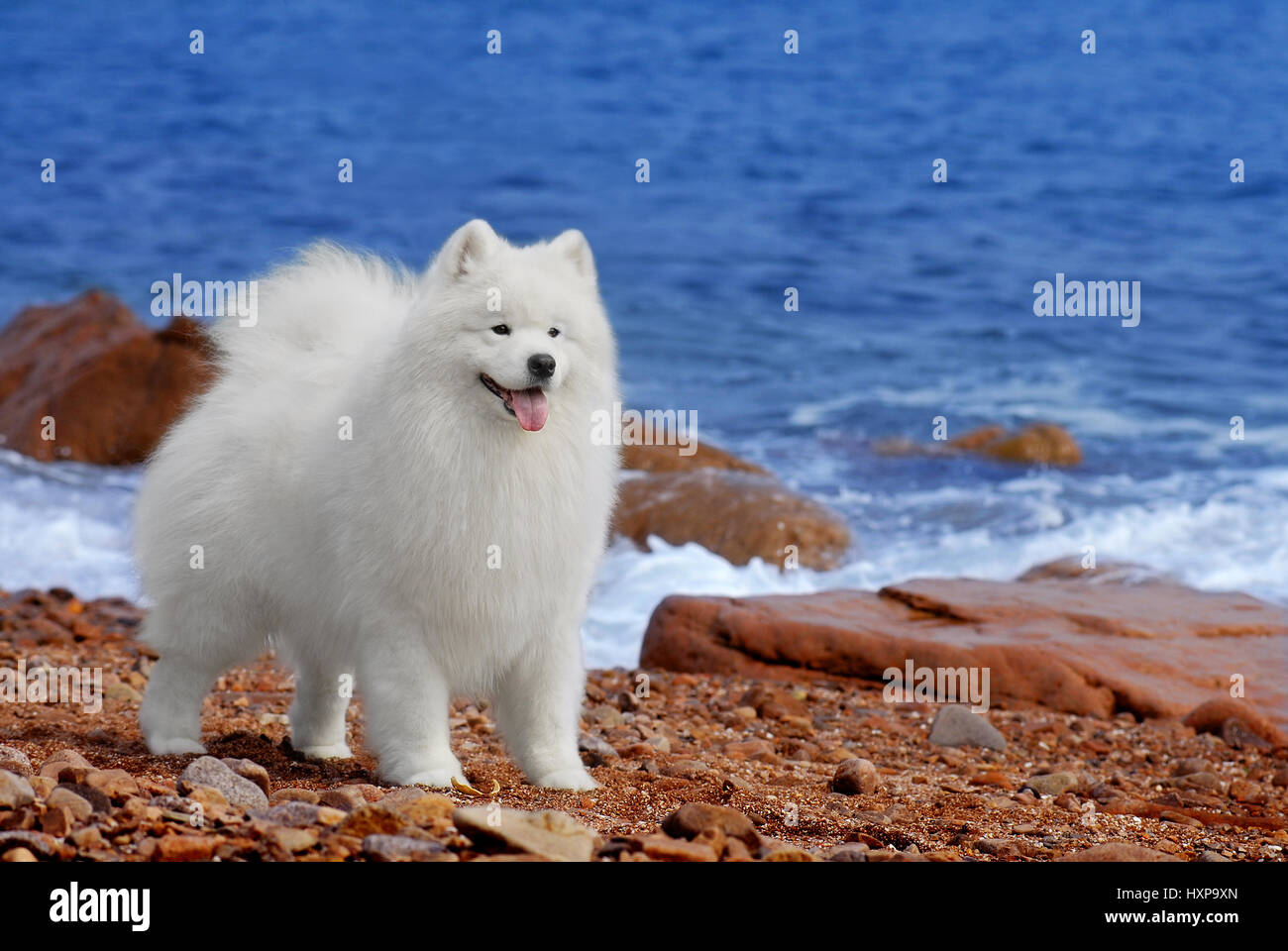 Samoyed at the beach hi-res stock photography and images - Alamy
