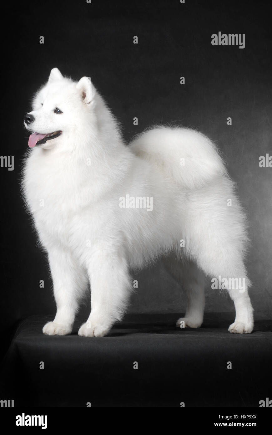 Samoyed head shot hi-res stock photography and images - Alamy