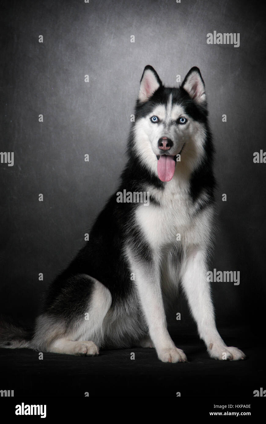 Vertical shot cute husky hi-res stock photography and images - Alamy