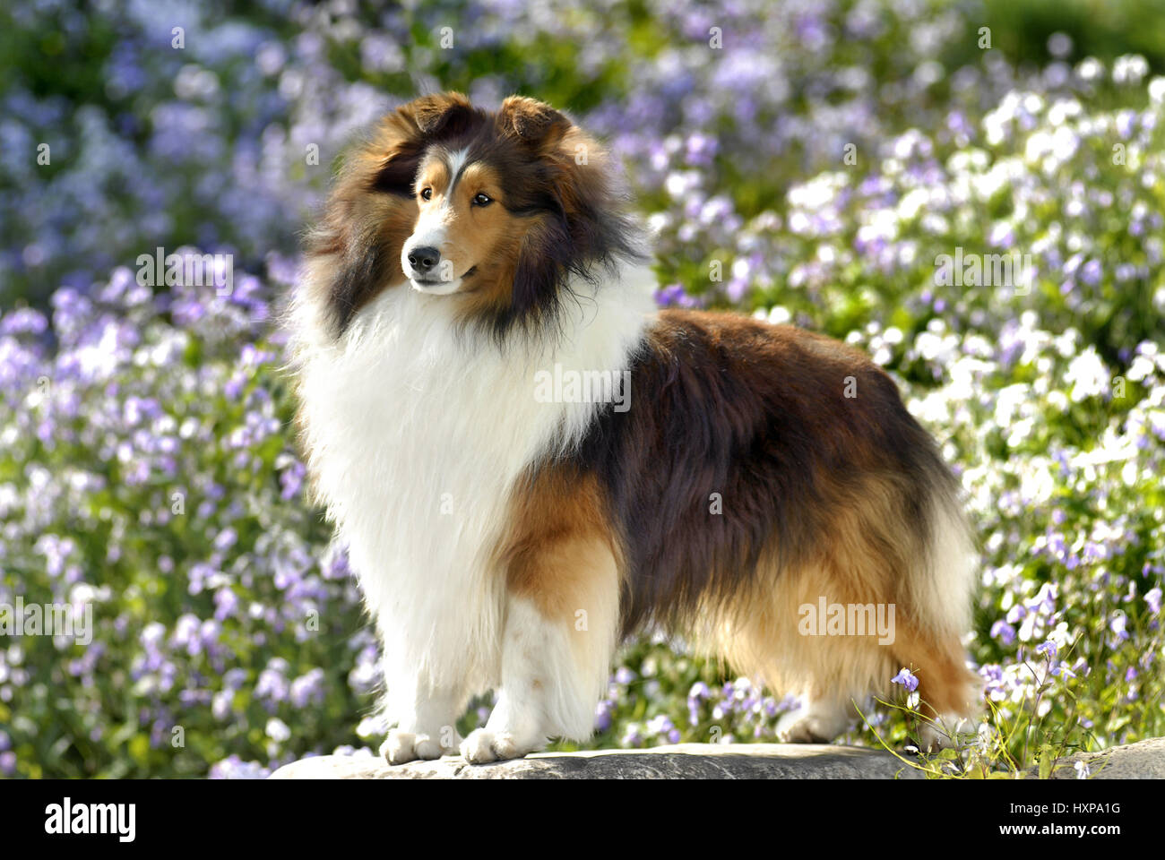 The Shetland Sheepdog Stock Photo - Alamy