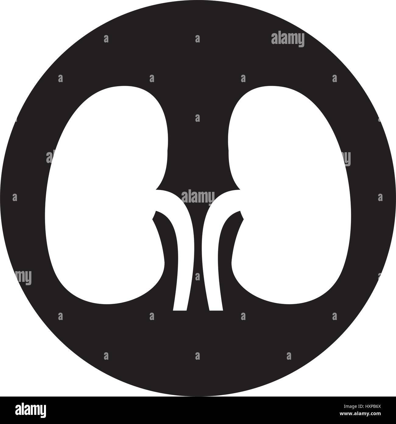 Human organ kidneys icon vector illustration design Stock Vector Image ...