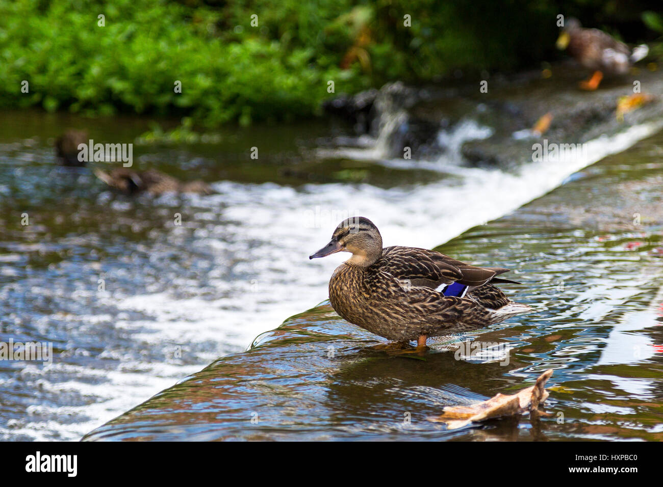 Duck on the river Leven, Stokesley, North Yorkshire, England, UK Stock ...