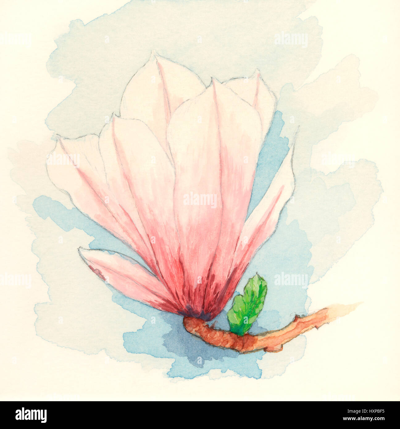Saucer magnolia (Magnolia x soulangeana) flower. Gouache painting on ...