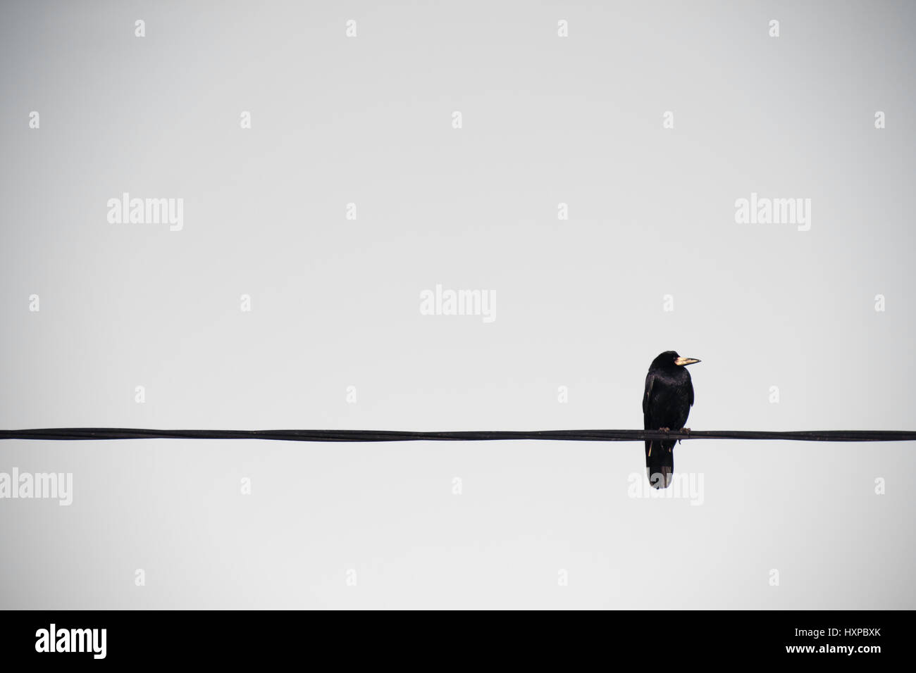 Crow Looking right on a Cable wire. Solid sky background Stock Photo ...