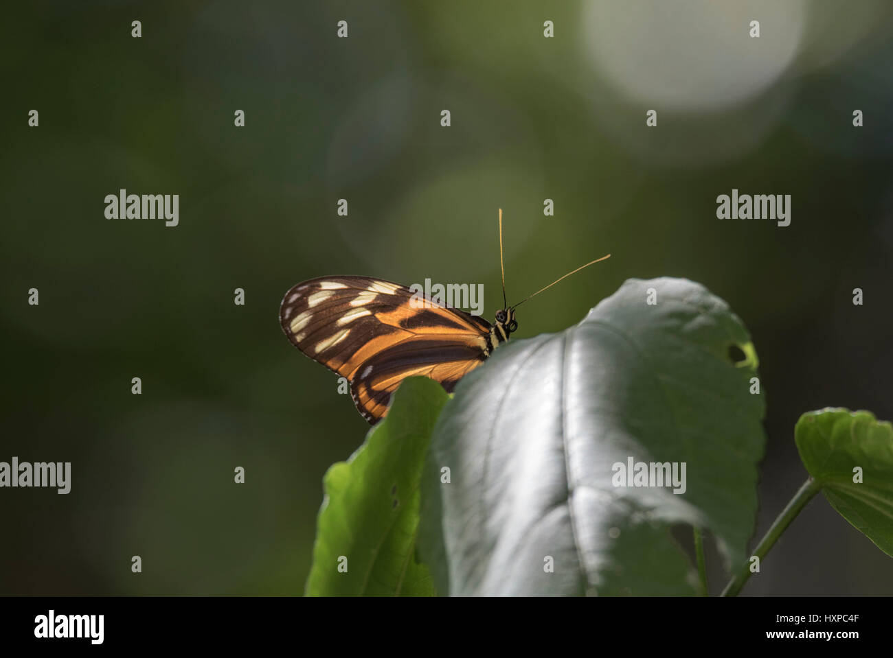 A Tiger Heliconian (Heliconius ismenius) perched on a leaf in Chiapas ...