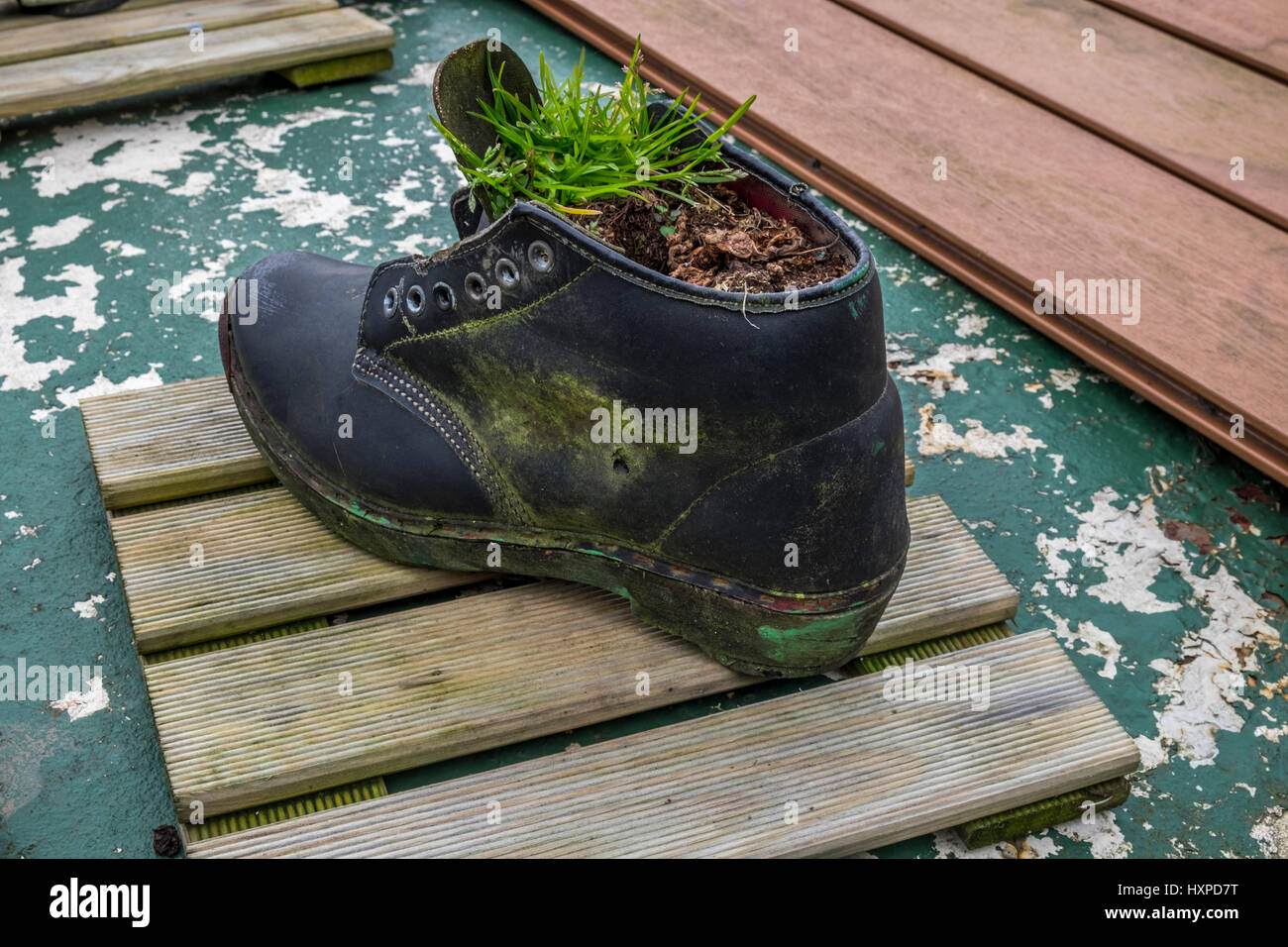 A clog residing on a canal boat with flowers or weeds growing out Stock ...