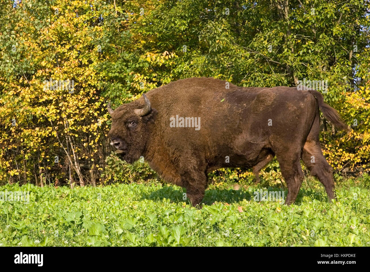 Bison bull, Masuria, Pole, Wisent Bulle, Masuren, Polen Stock Photo - Alamy