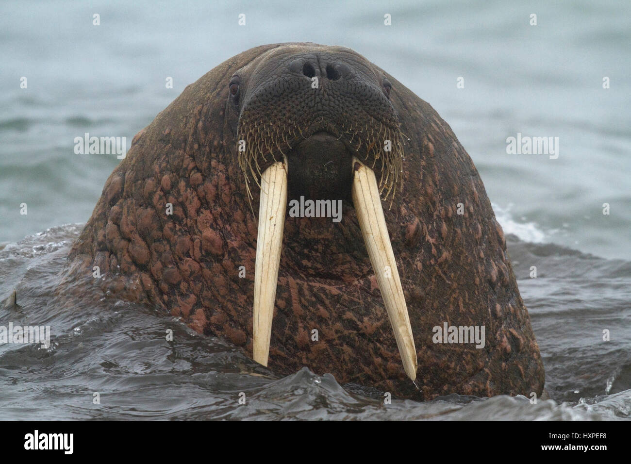 Walross hi-res stock photography and images - Alamy