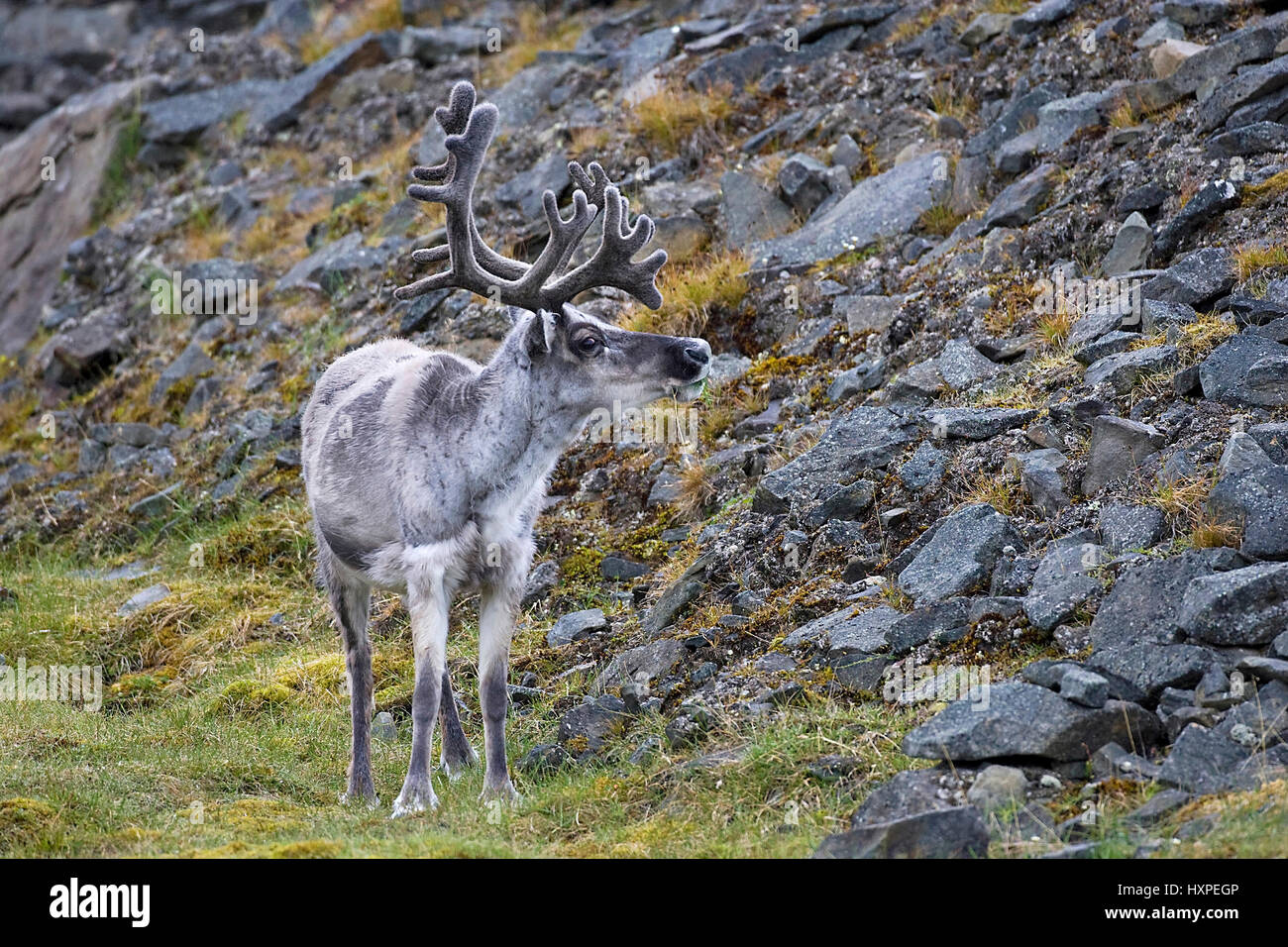 Wild reindeer in the phloem antlers and winter hair, game Ren deer ...
