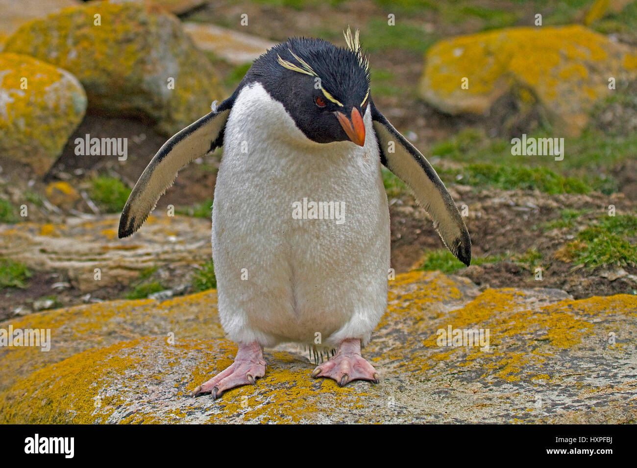 Rock penguin on Sounders Iceland Falkland, Felsenpinguin auf Sounders ...