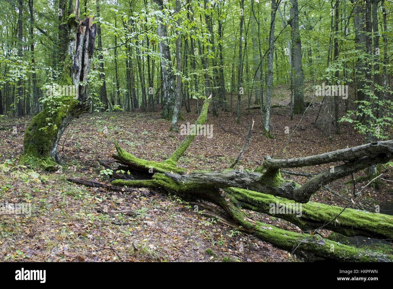 Overthrown Tree High Resolution Stock Photography and Images - Alamy