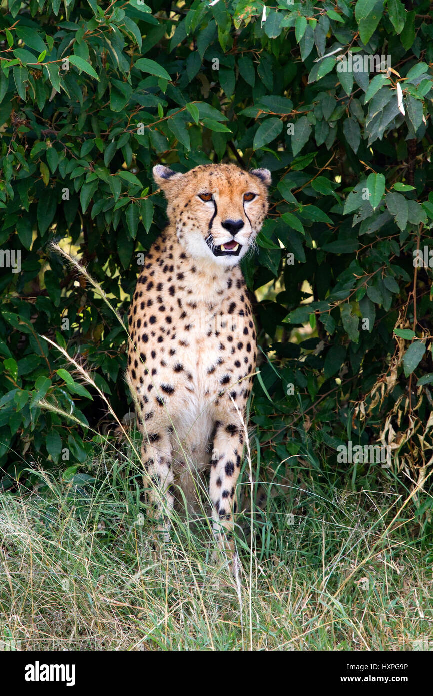 Gepard sitzend hi-res stock photography and images - Alamy