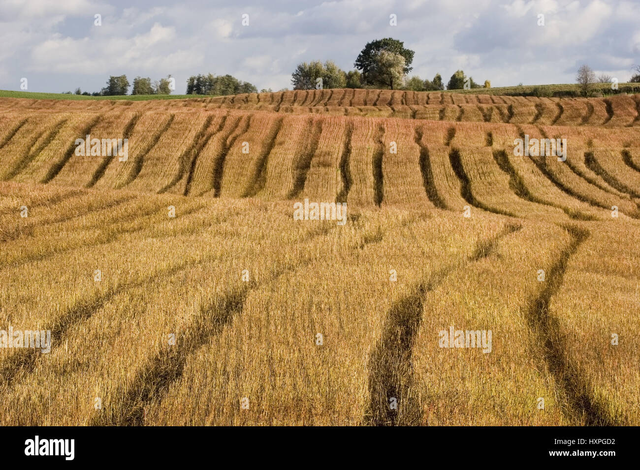 Harvested field with lanes. Masuria Poland, Abgeerntetes Feld mit ...