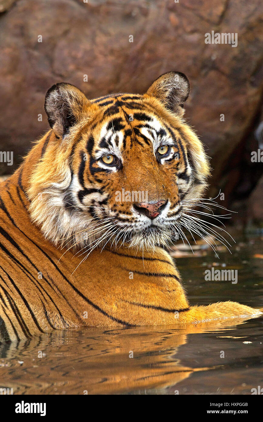 Indian tiger - Bengal tiger, Indischer Tiger - Bengal Tiger Stock Photo ...
