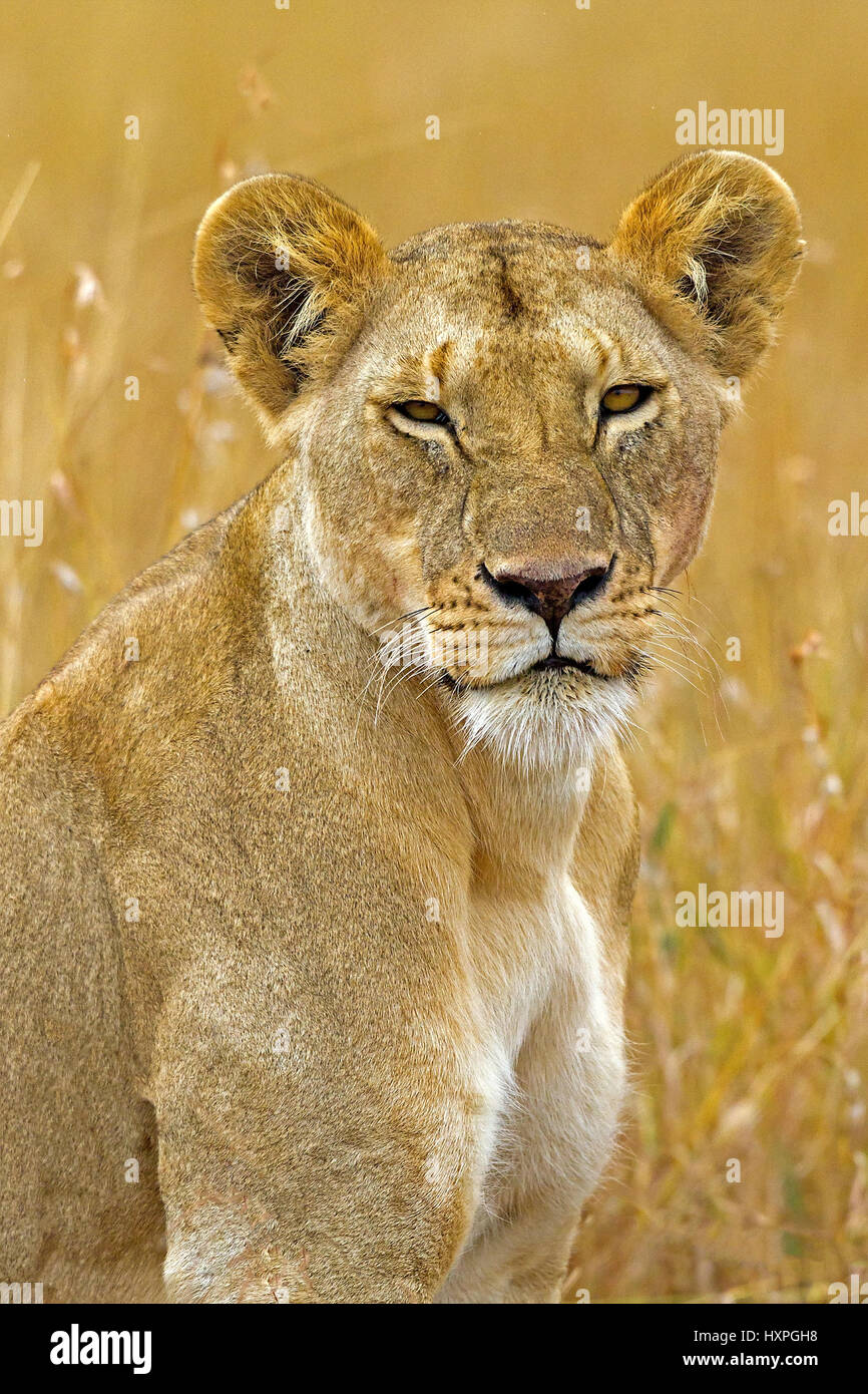 Young lion seated hi-res stock photography and images - Alamy
