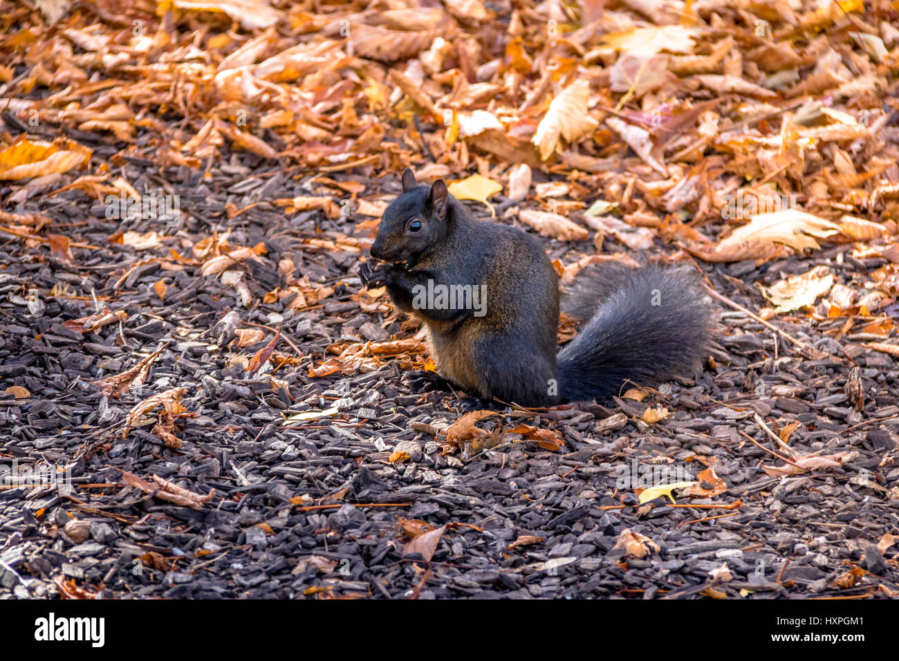 Black Squirrel on the autumn leaves of Queens Park - Toronto, Ontario ...
