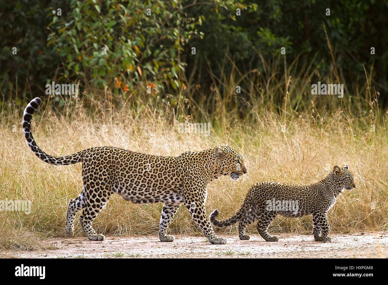 Leopardess with her young animal in the savanna, Leopardin mit ihrem ...