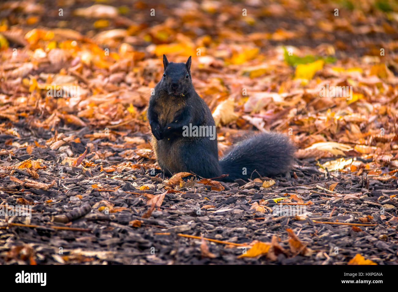 Black red squirrel hi-res stock photography and images - Alamy
