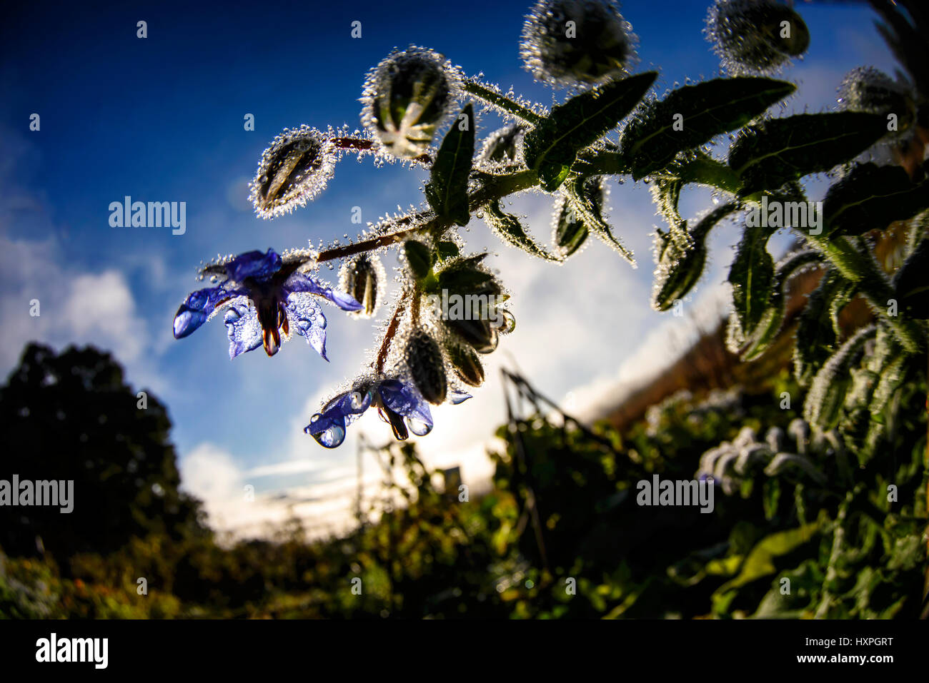 Light flowers and environment hi-res stock photography and images - Alamy