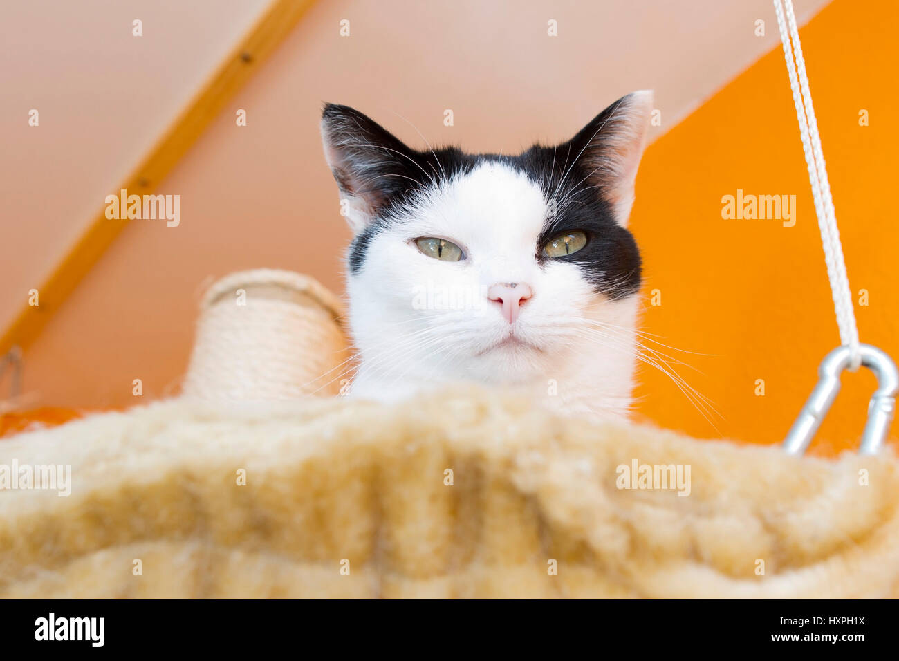 Dozes hi-res stock photography and images - Alamy