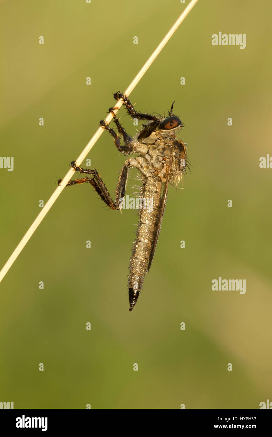 The silk predatory fly hi-res stock photography and images - Alamy