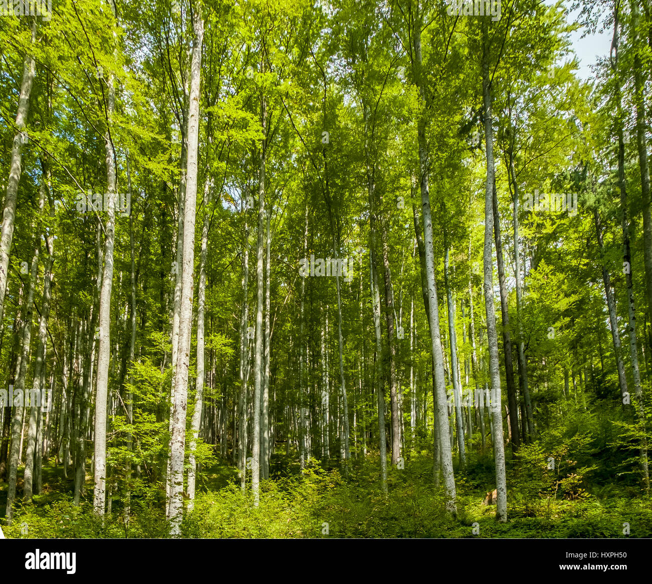 Broad leaf young forest in Carpathian mountains, Romania Stock Photo - Alamy