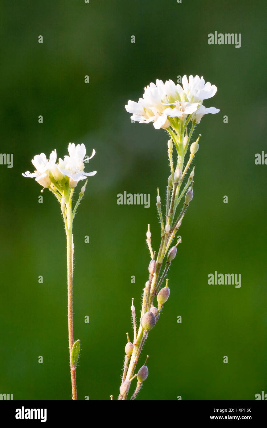 Grey cresses hi-res stock photography and images - Alamy