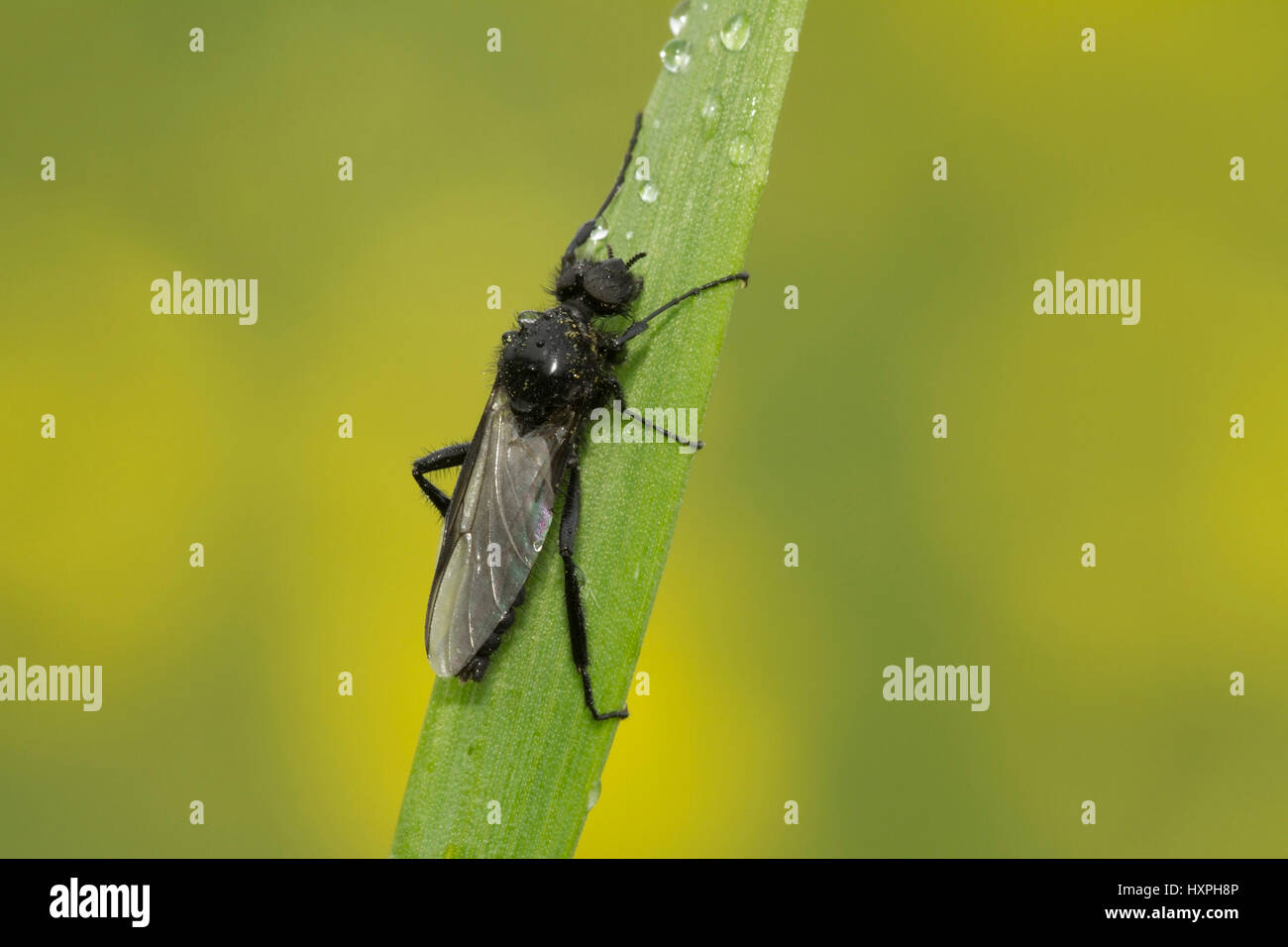 March fly hi-res stock photography and images - Alamy