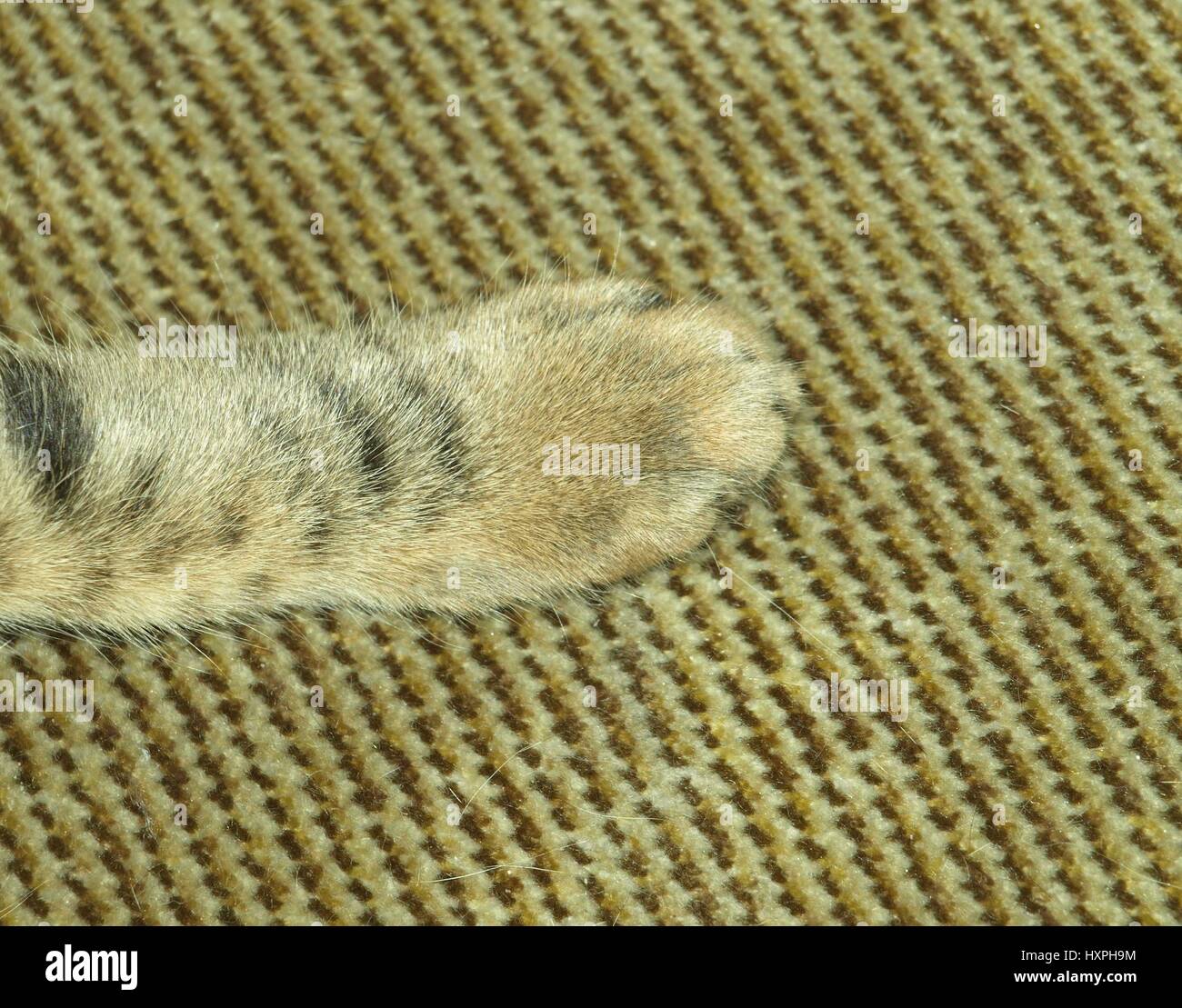 Cat paw hi-res stock photography and images - Alamy