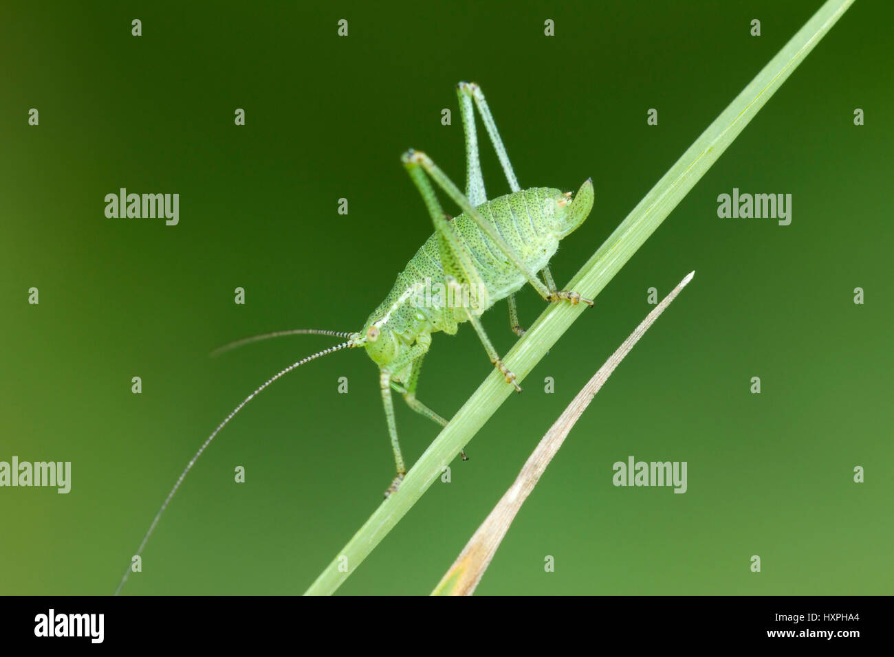Long feeler frights hi-res stock photography and images - Alamy