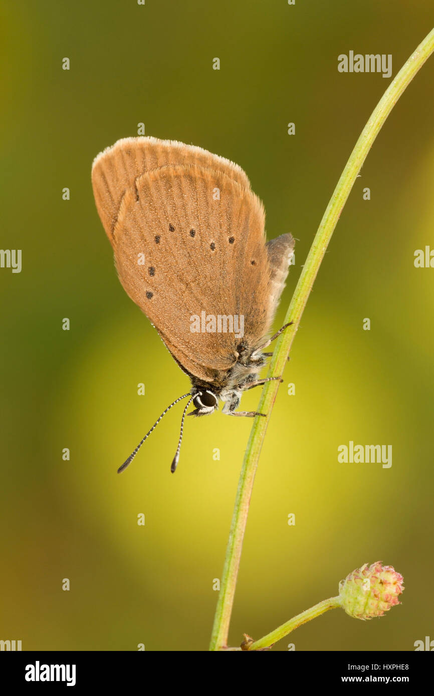 "Dark meadow button-Ameisenbl?uling; Maculinea nausithous", Dunkler ...