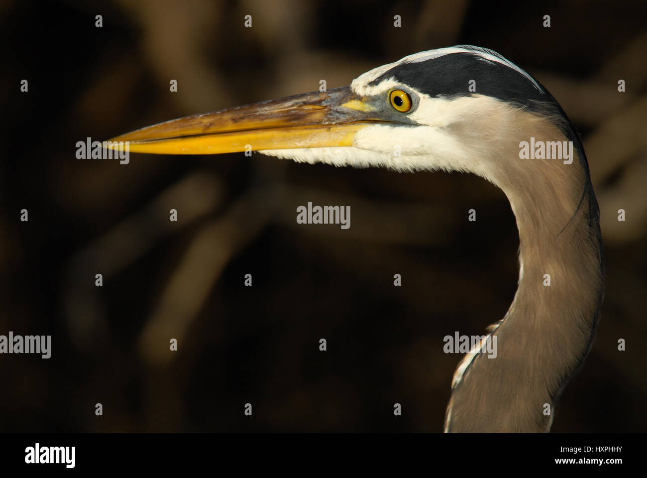 head of grey heron Ardea cinerea Stock Photo - Alamy