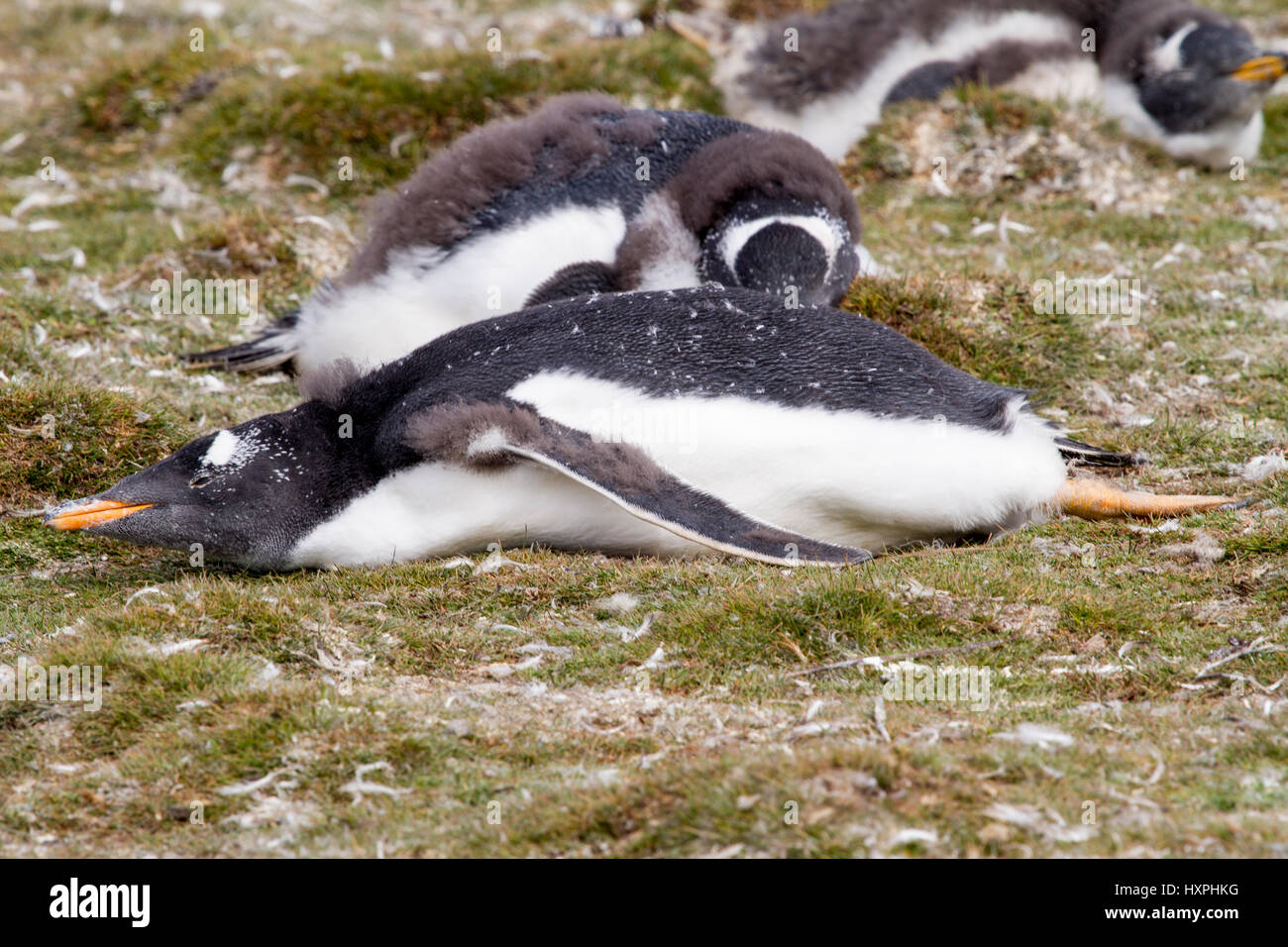 Penguin tails hi-res stock photography and images - Alamy