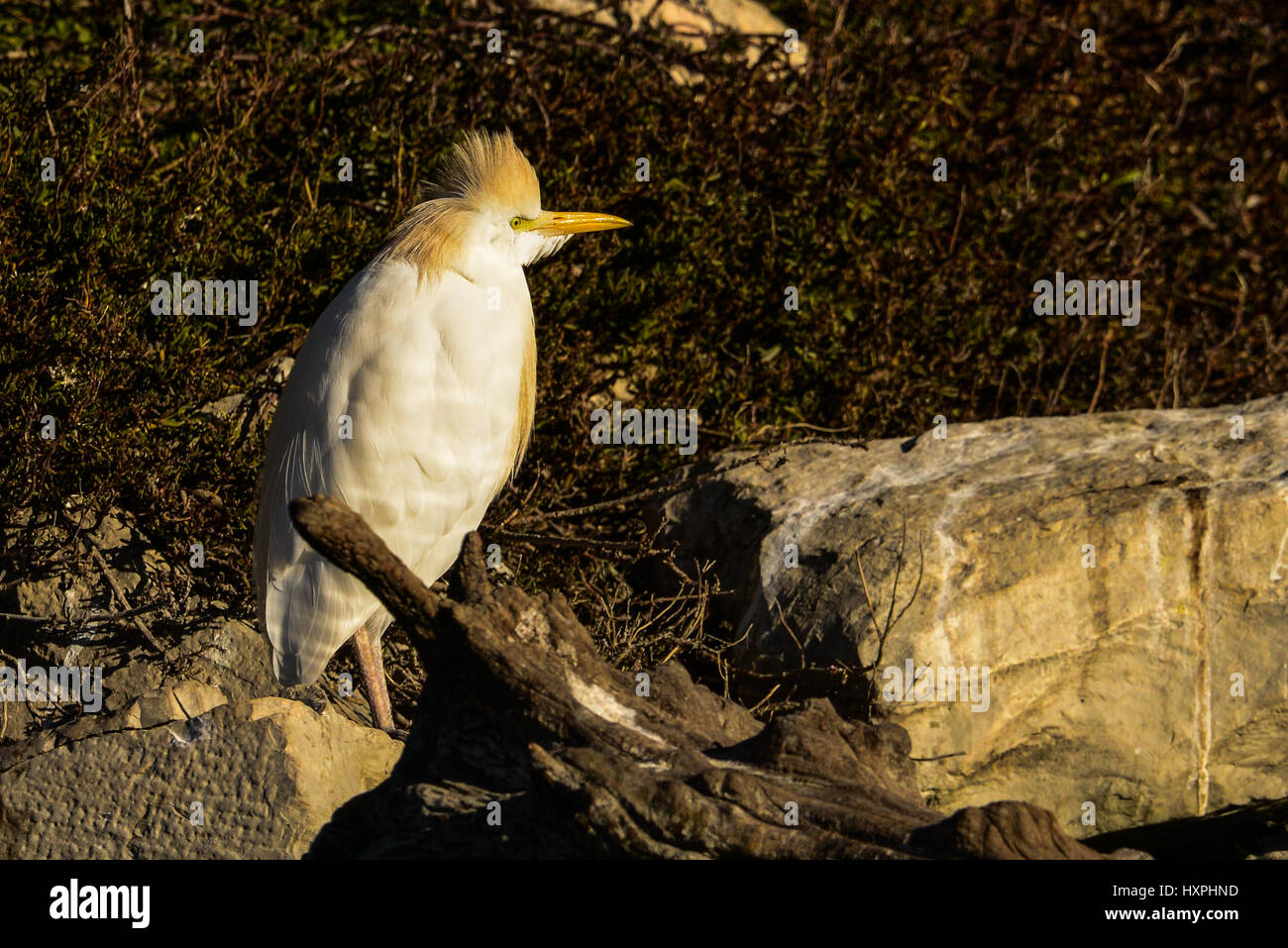 Cattle egret sitting on hi-res stock photography and images - Alamy