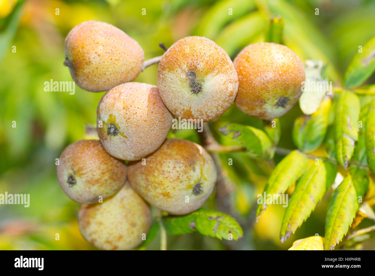 Speierling sorbus domestica hi-res stock photography and images - Alamy