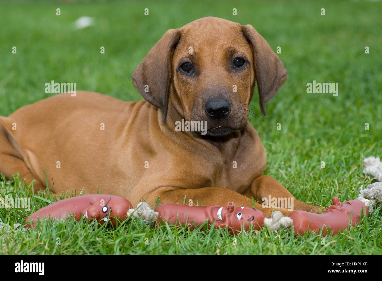 young Rhodesian Ridgeback, junger Rhodesian Ridgeback Stock Photo - Alamy
