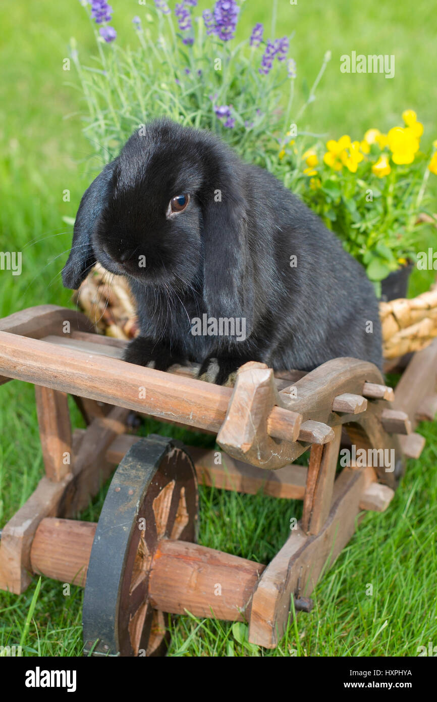 Race rabbits on wooden carts, Rassekaninchen auf Holzkarren Stock Photo ...