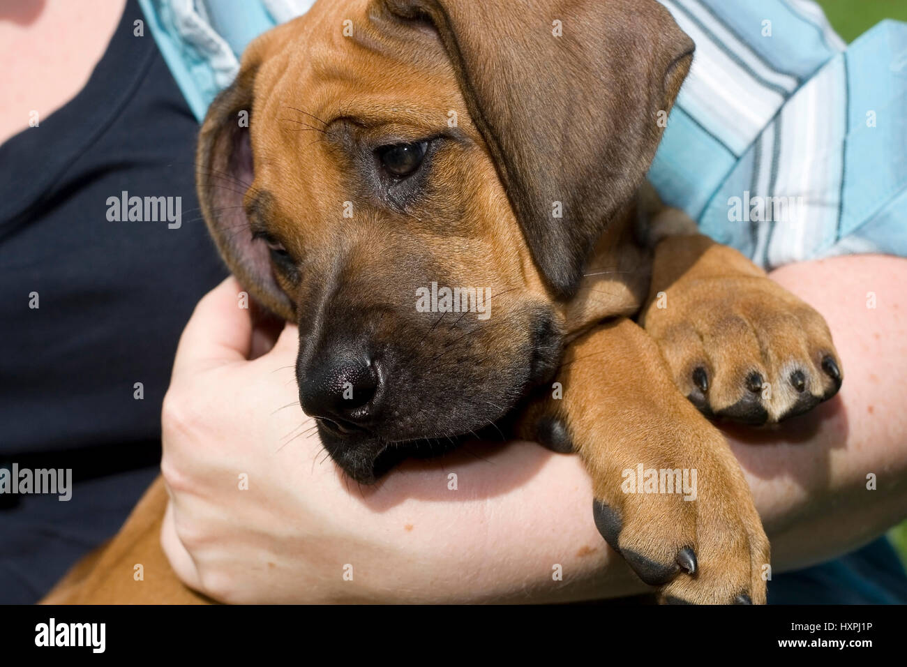 young Rhodesian Ridgeback, junger Rhodesian Ridgeback Stock Photo - Alamy