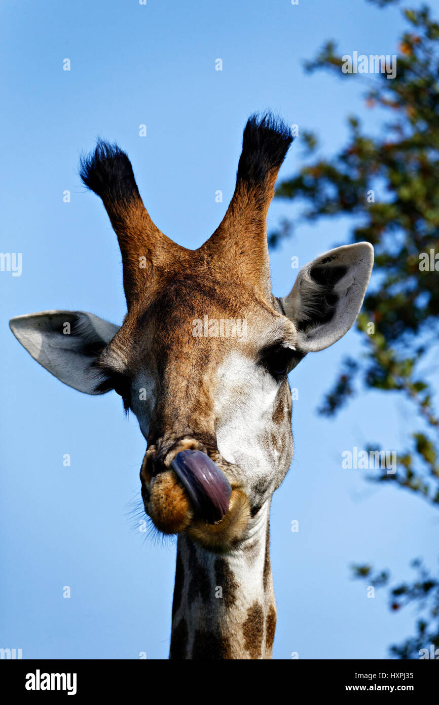 Giraffe tongue giraffe tongue hi-res stock photography and images - Alamy