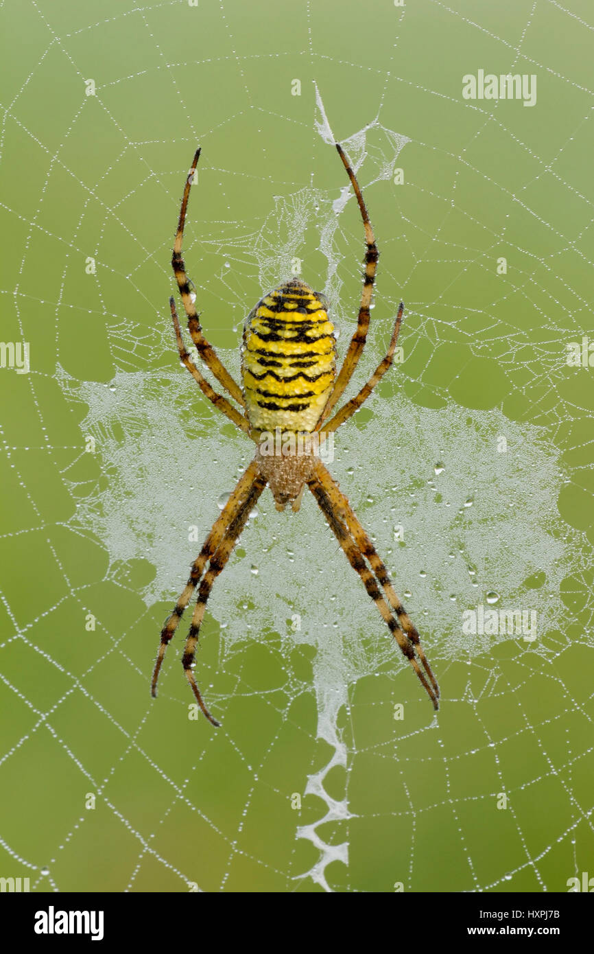 Wasp's pin, Argiope bruennichi, subordination real web spiders ...