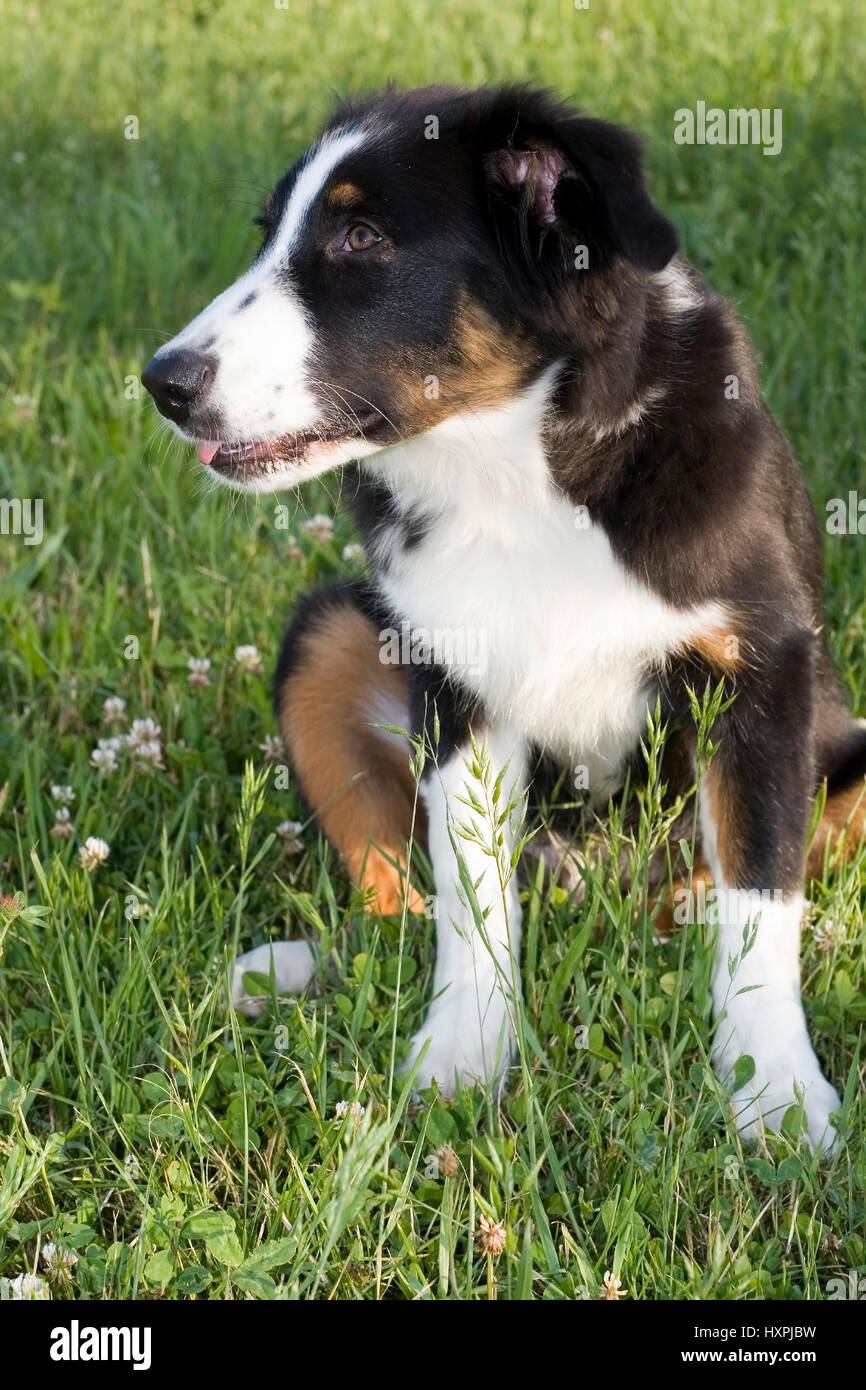 Are Australian Shepherds From Australia