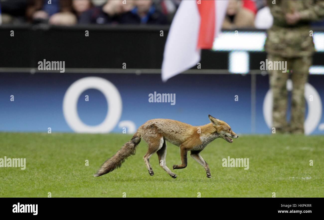 Scotland england fox rugby hi-res stock photography and images - Alamy