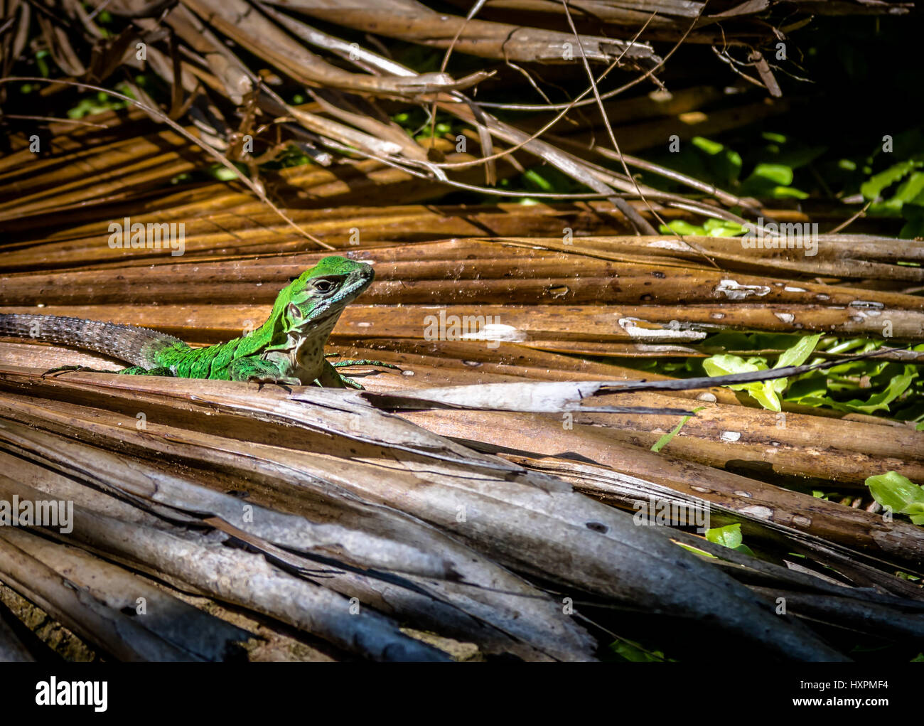 Mexico lizard hi-res stock photography and images - Alamy