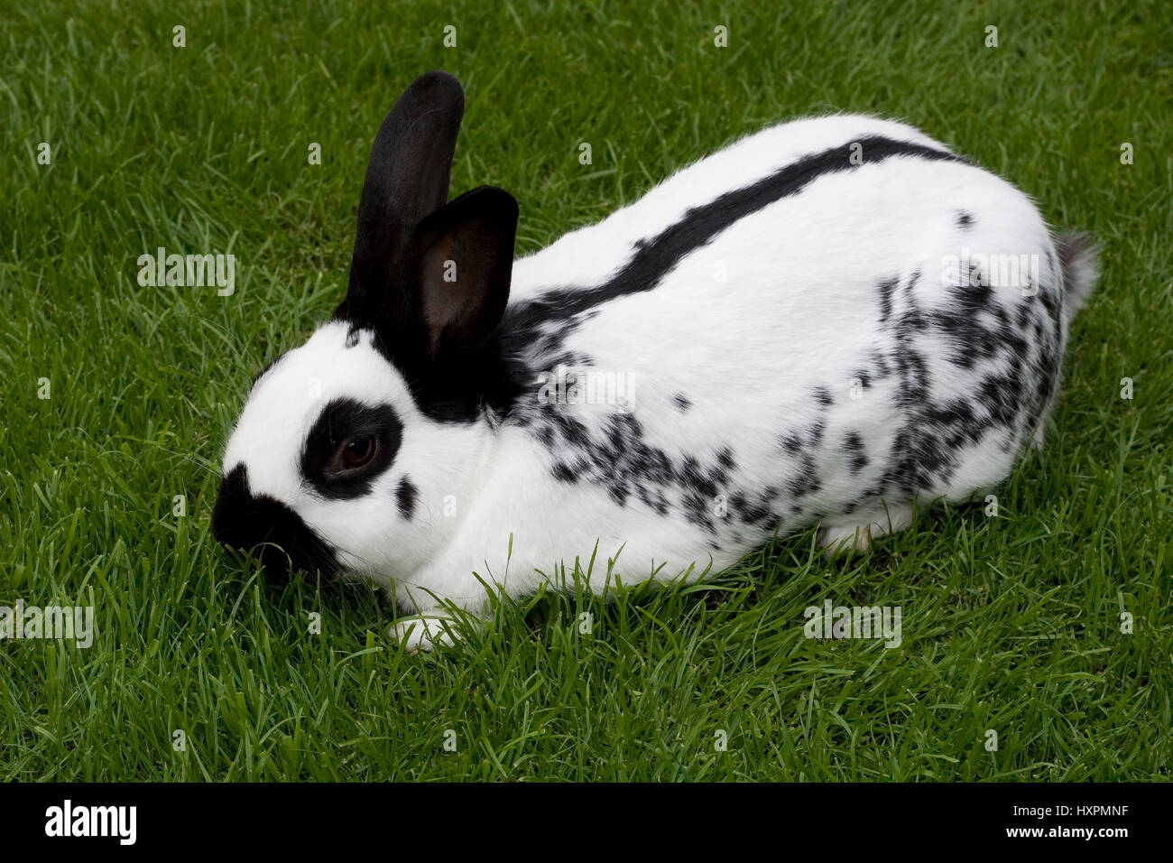 English Schecke , Englischer Schecke Stock Photo - Alamy